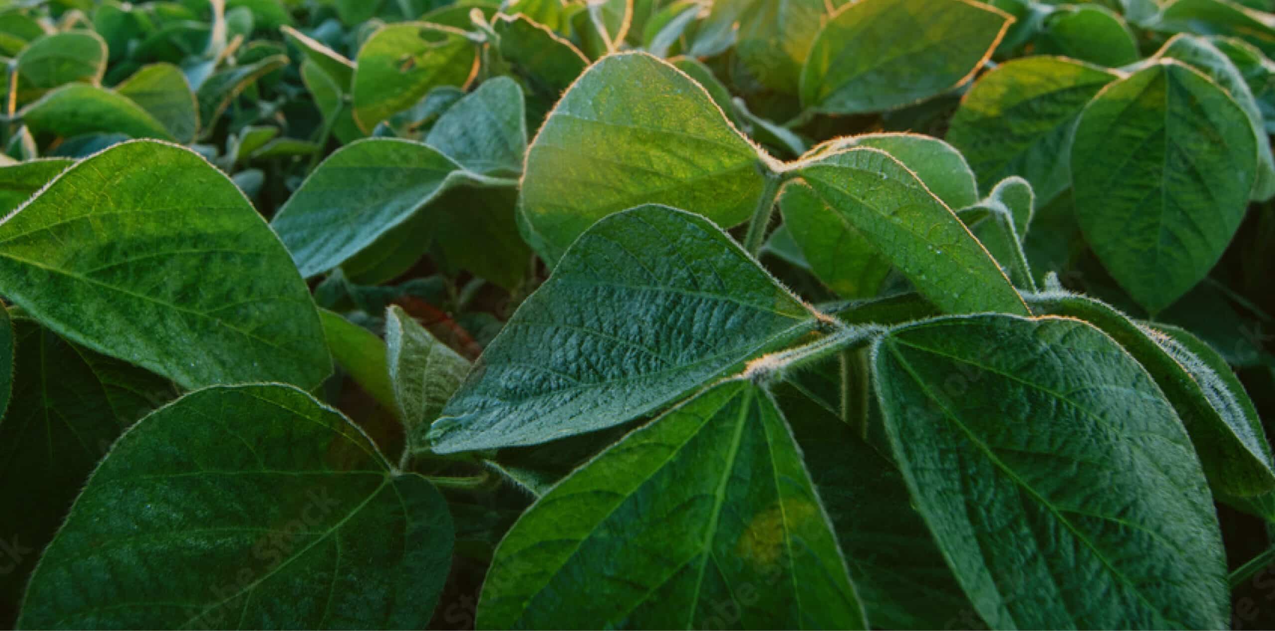 Terms of Use | Modern Ag Alliance
