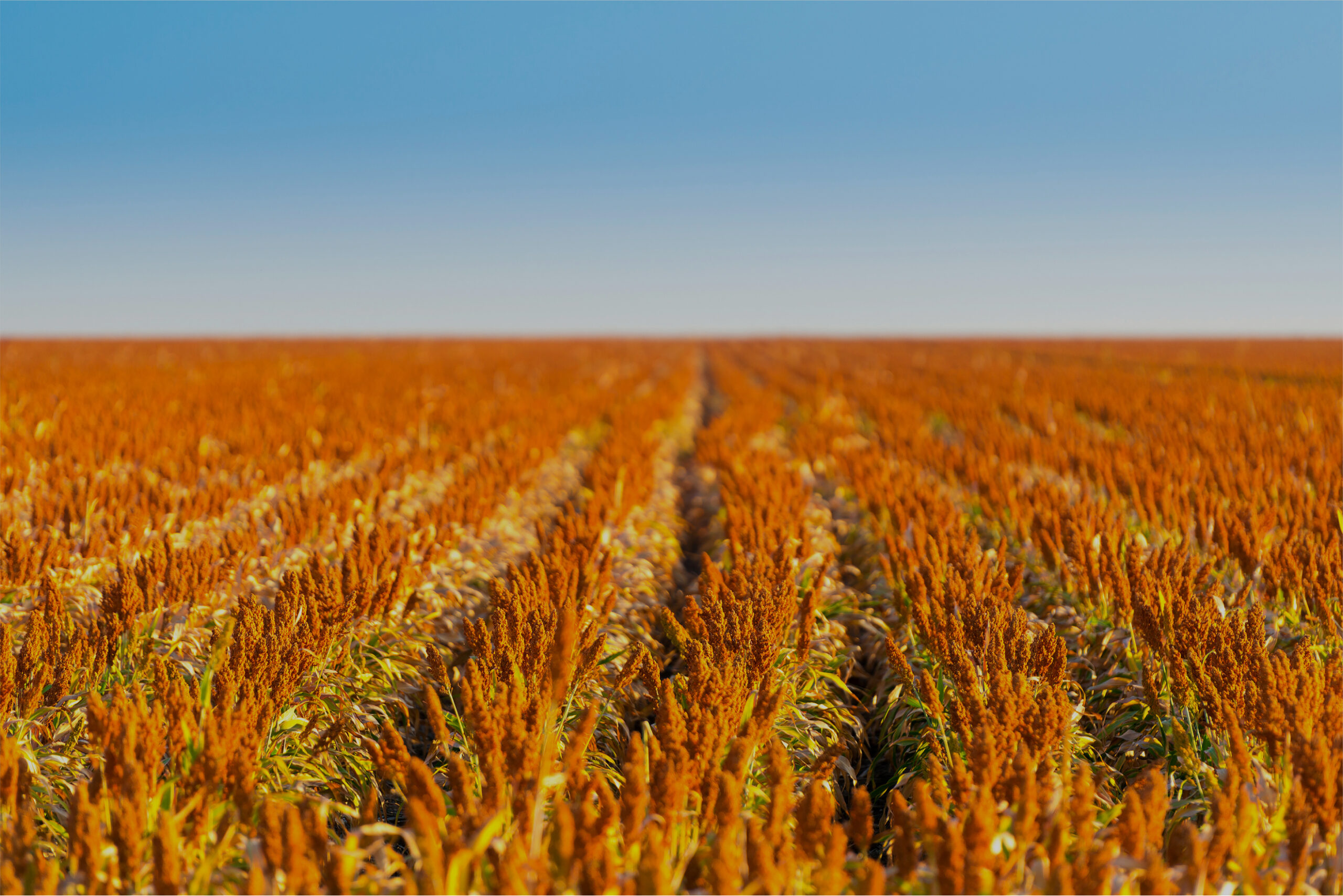 Texas | Modern Ag Alliance