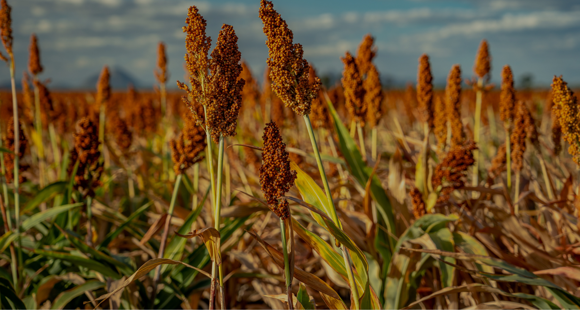 News & Resources | Modern Ag Alliance