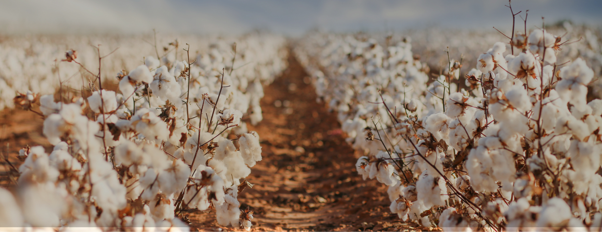 About Us | Modern Ag Alliance