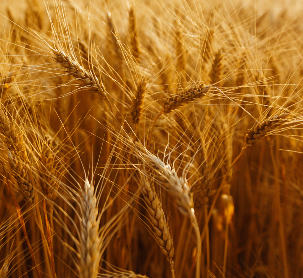 Commodity Classic 2025 | Modern Ag Alliance